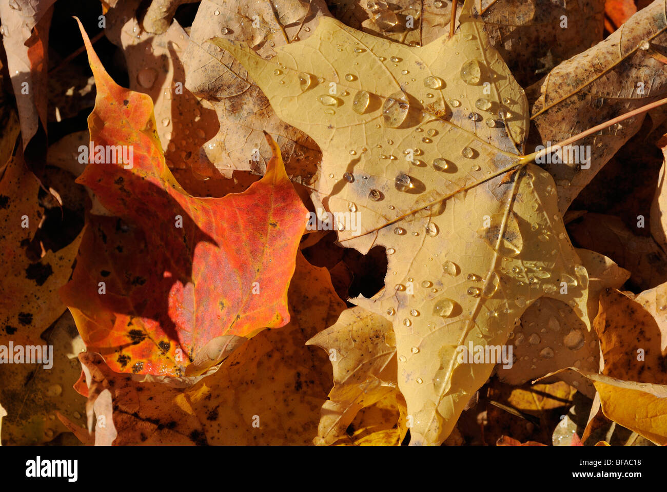 detail of colorful fall leaves and water droplets, Cooperstown, New ...