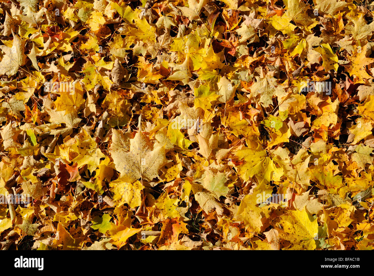 Crunch leaves hi-res stock photography and images - Alamy