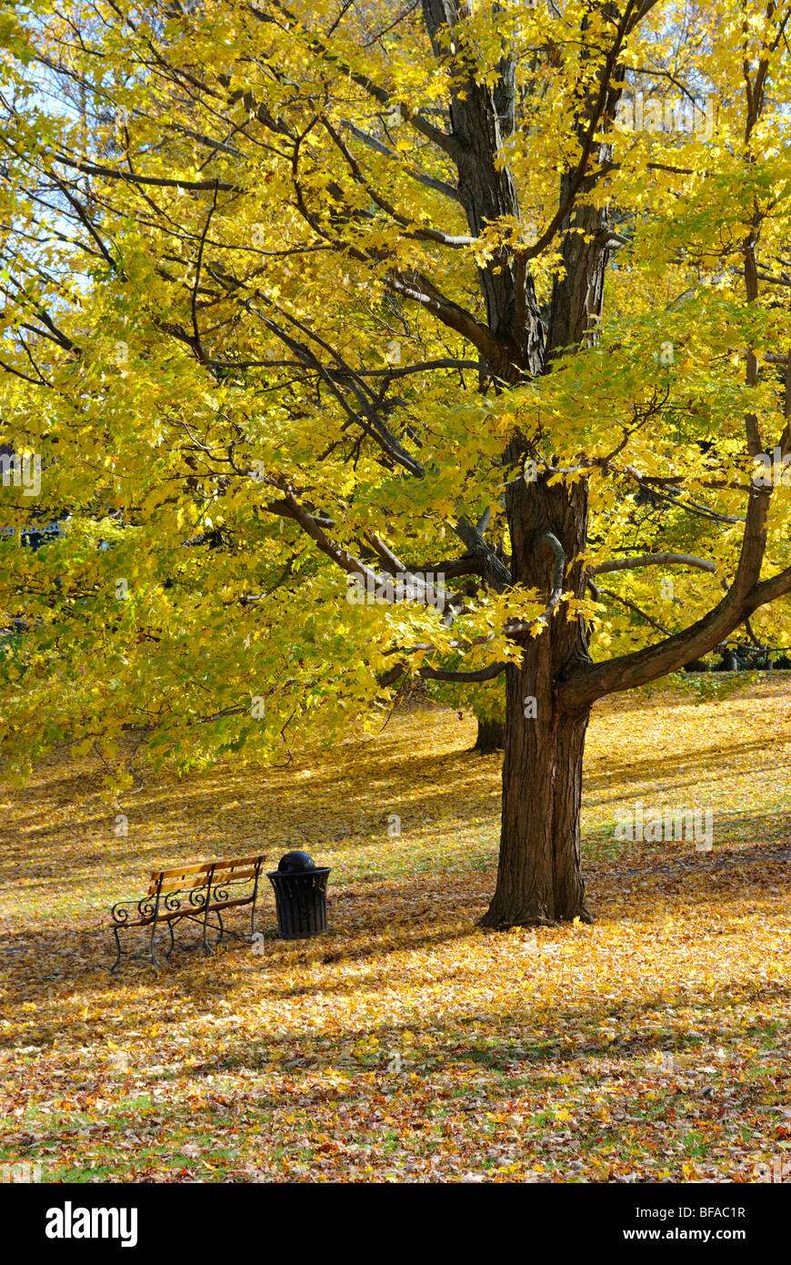 park bench in fall foliage, Cooperstown, New York Stock Photo - Alamy