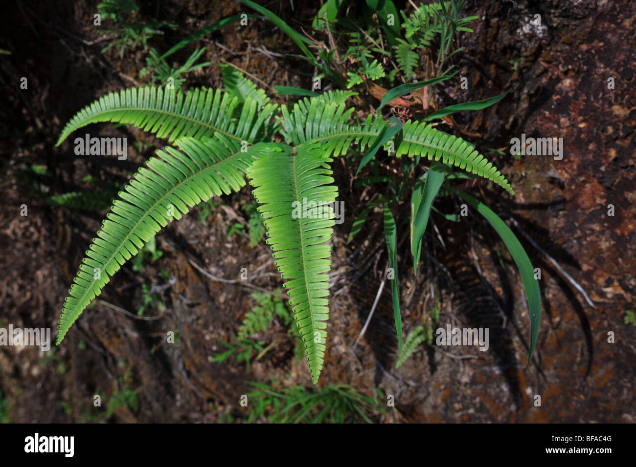 Tai Tam Country Park in Hong Kong Stock Photo - Alamy
