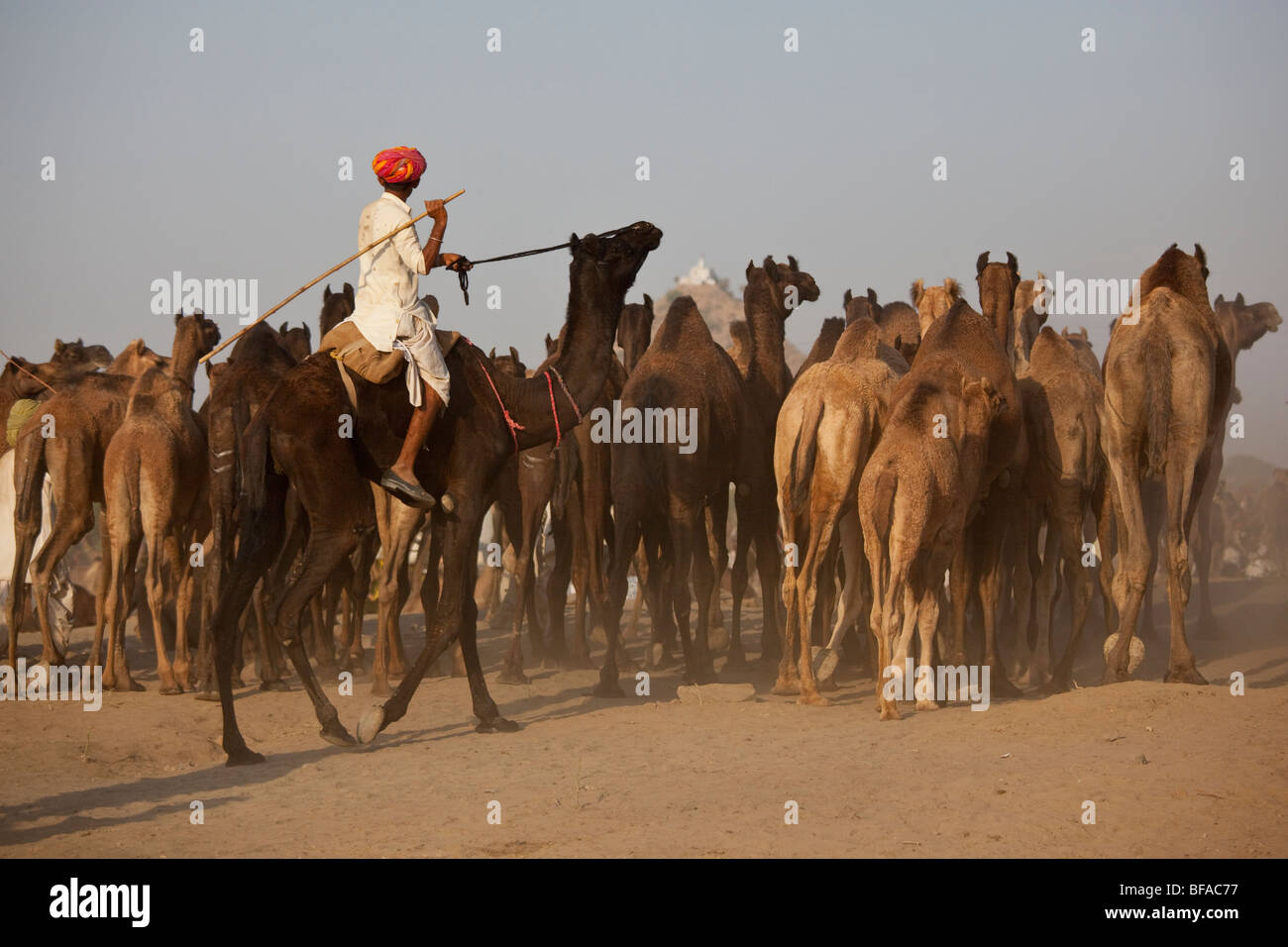 Mounted rajput driving a herd of camels at the Camel Fair in Pushkar ...