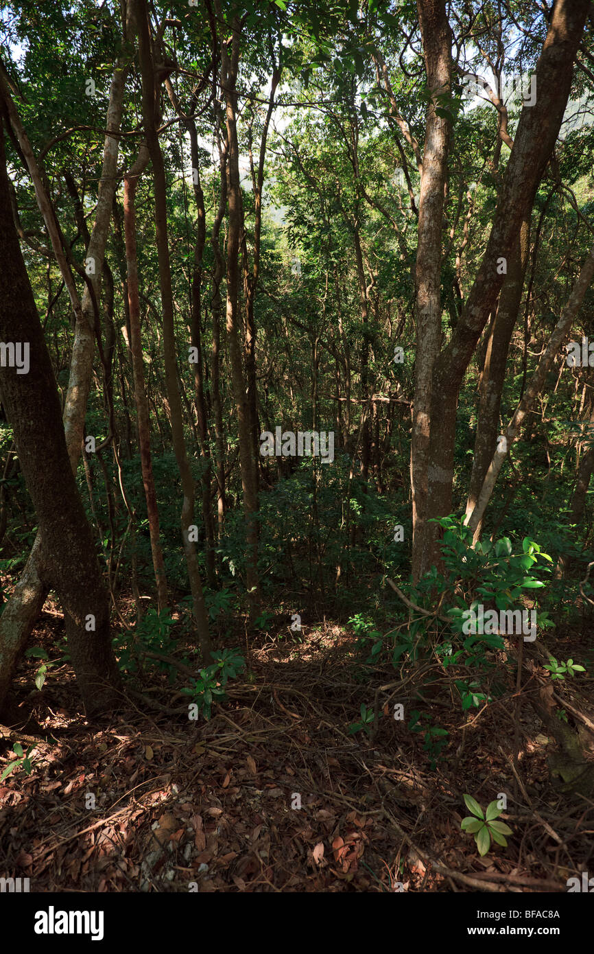Tai Tam Country Park in Hong Kong Stock Photo - Alamy