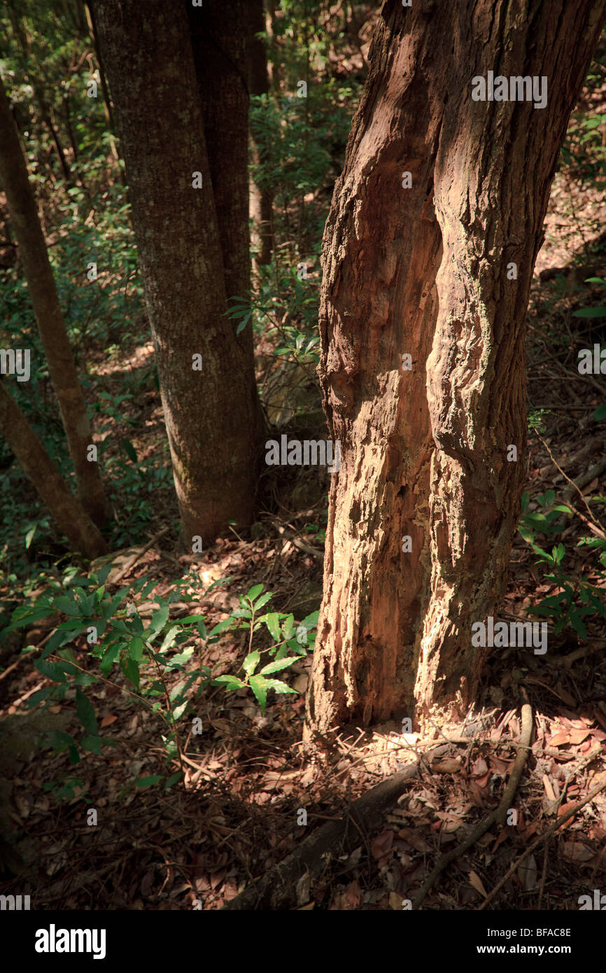 Tai Tam Country Park in Hong Kong Stock Photo - Alamy
