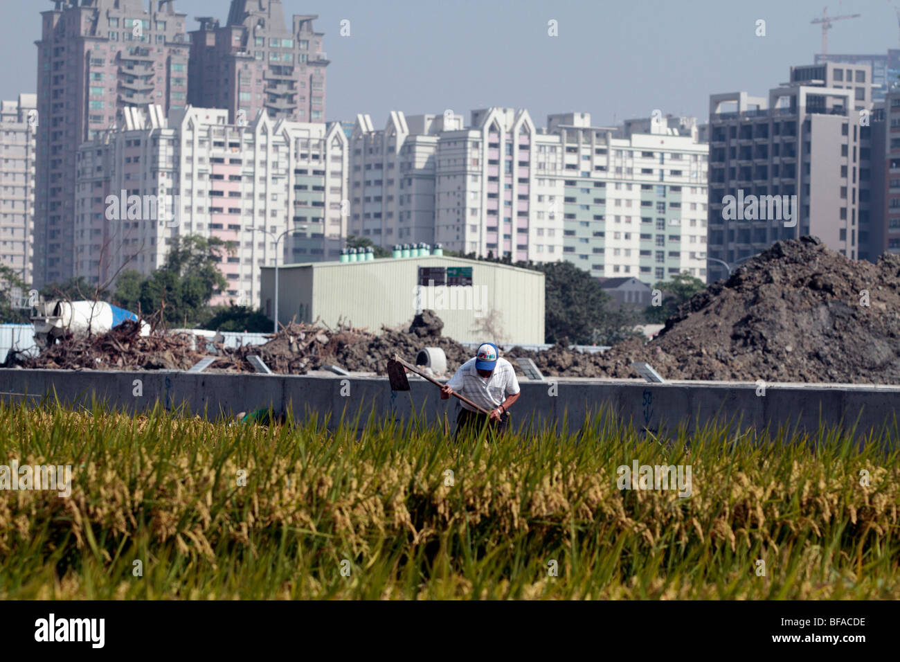Farmer works in rice field, Taiwan Stock Photo - Alamy