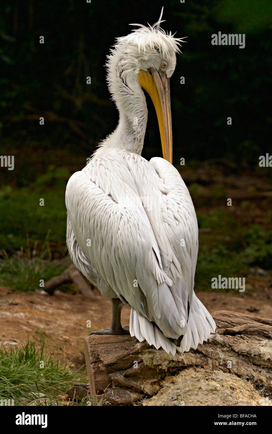 White Pelican cleaning wings. Pelecanus onocrotalus Stock Photo - Alamy