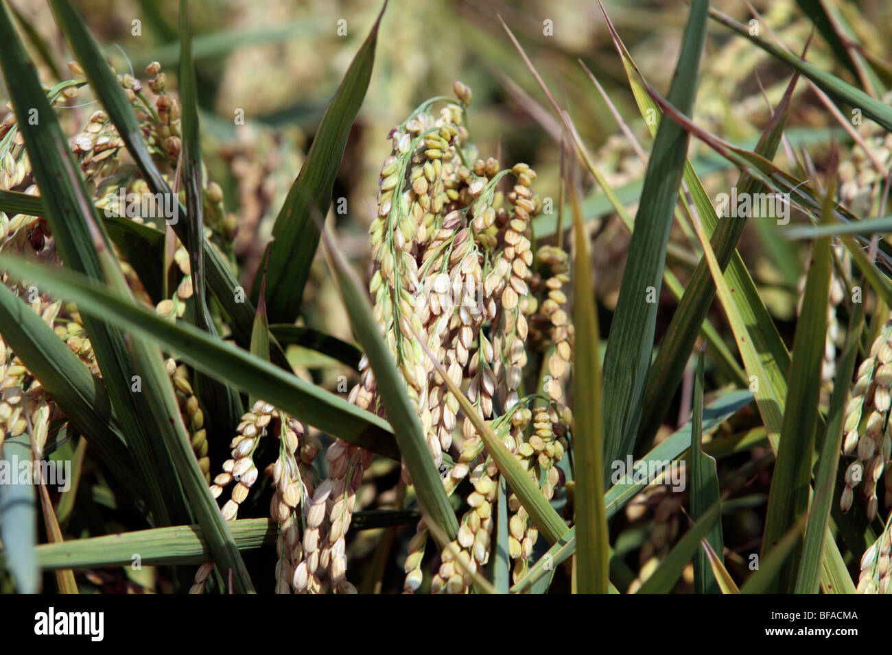 Rice grows in field, Taiwan Stock Photo - Alamy