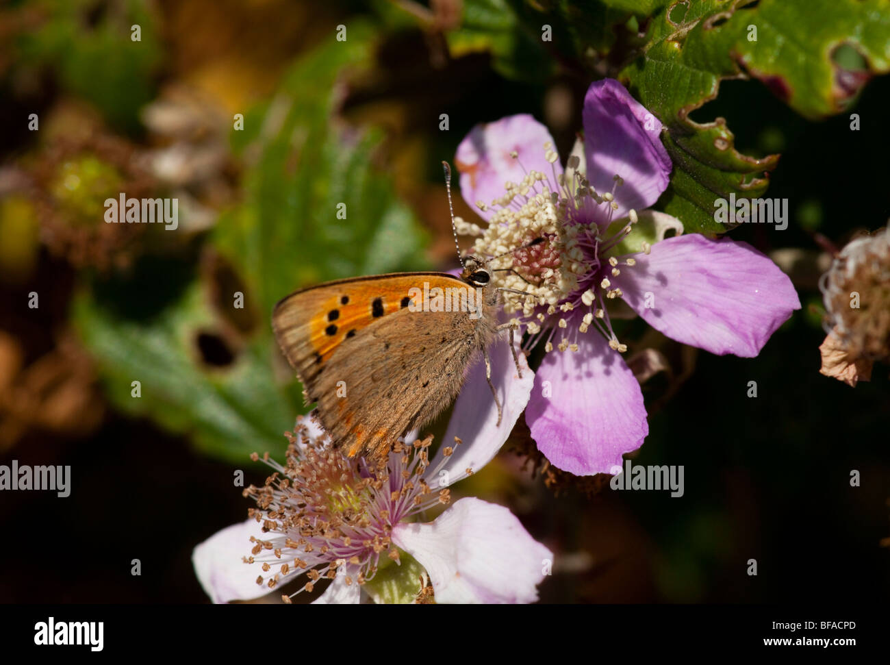 Small Copper butterfly, Lycaena phlaeas, feeding on bramble flowers ...