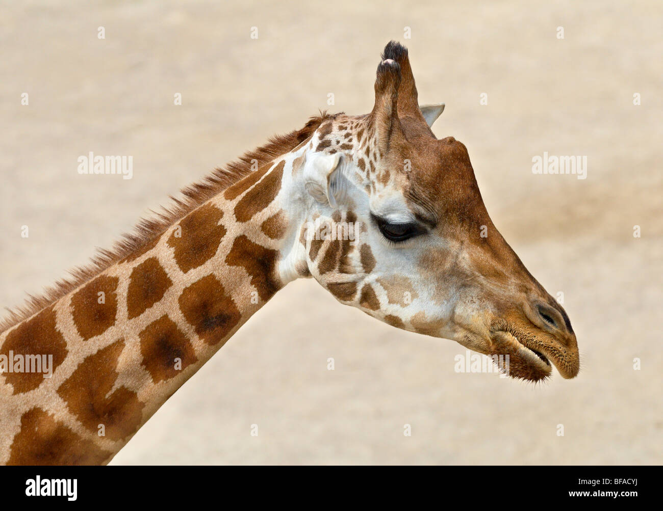 Close-up of a giraffe's face Stock Photo - Alamy