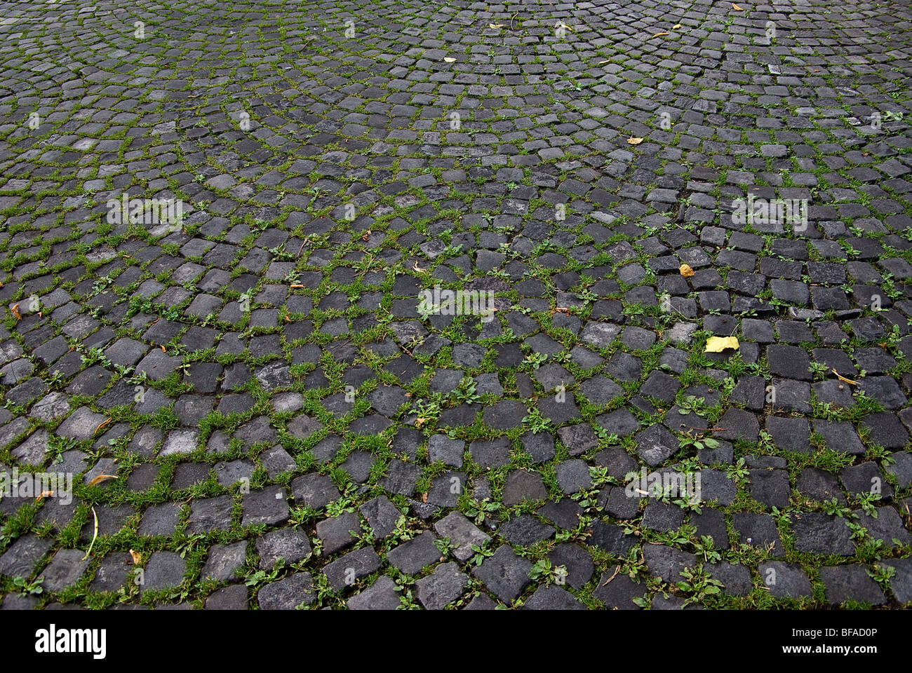 growing grass in the pavement Stock Photo - Alamy