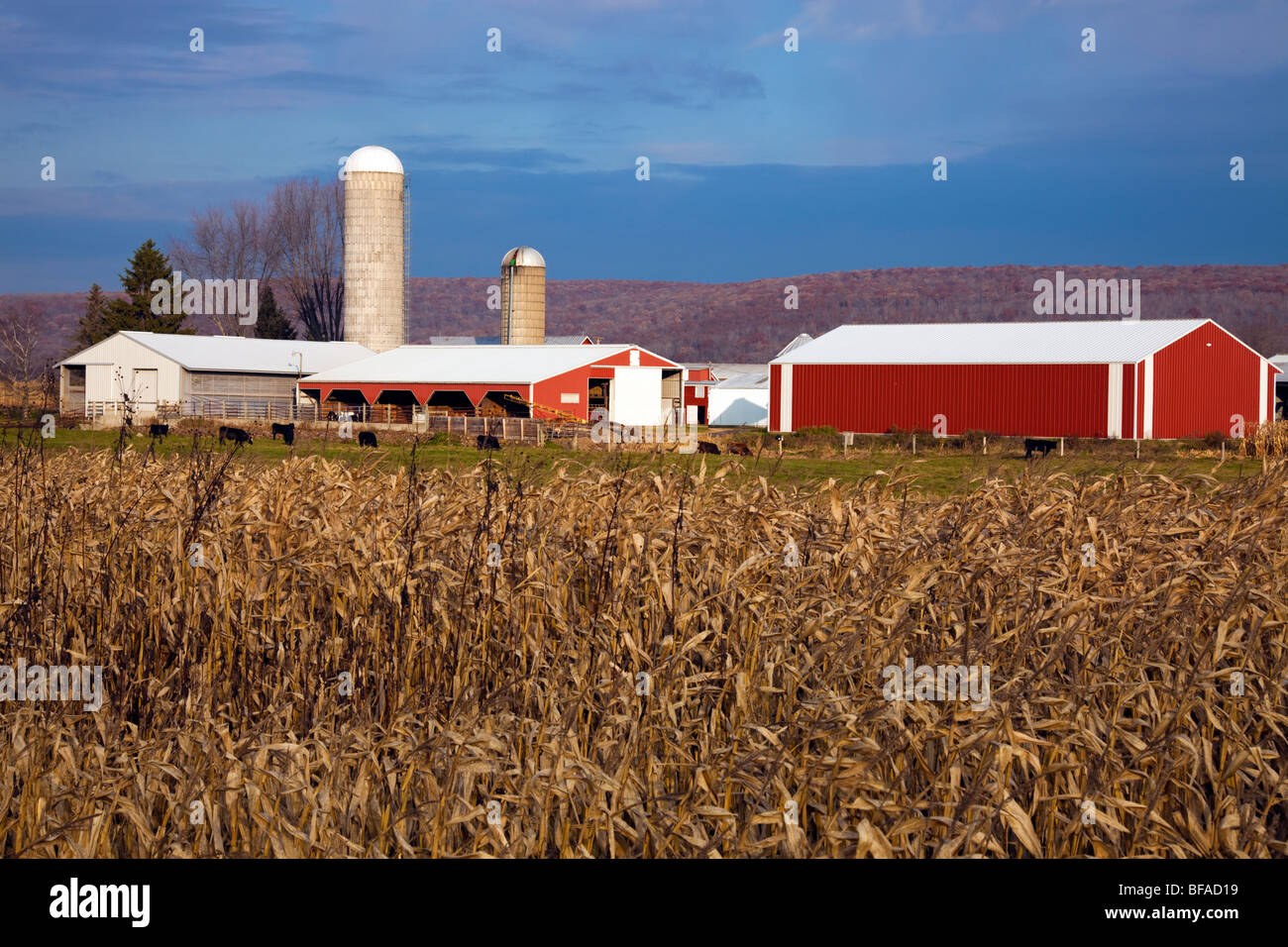 Corn and Red Farm Buildings Stock Photo - Alamy