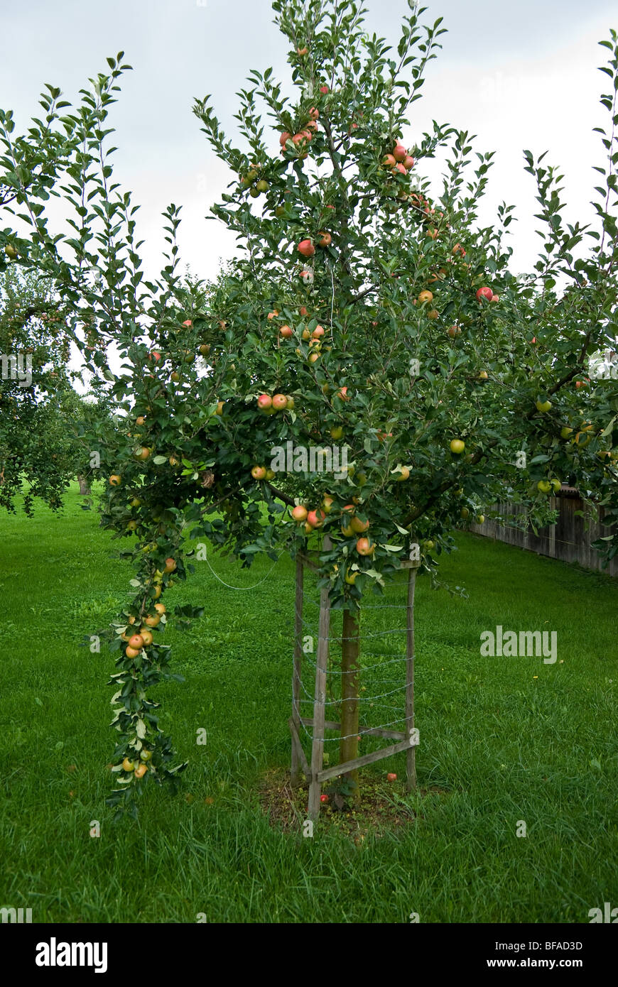Apple tree garden hi-res stock photography and images - Alamy