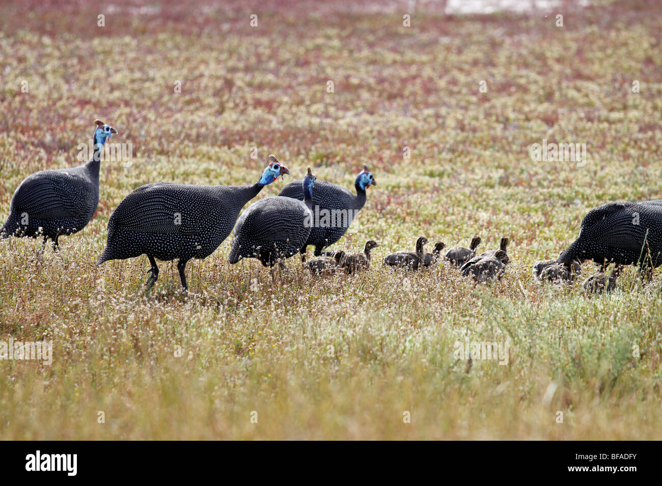 Helmeted Guinea fowl (Numida meleagris Stock Photo - Alamy