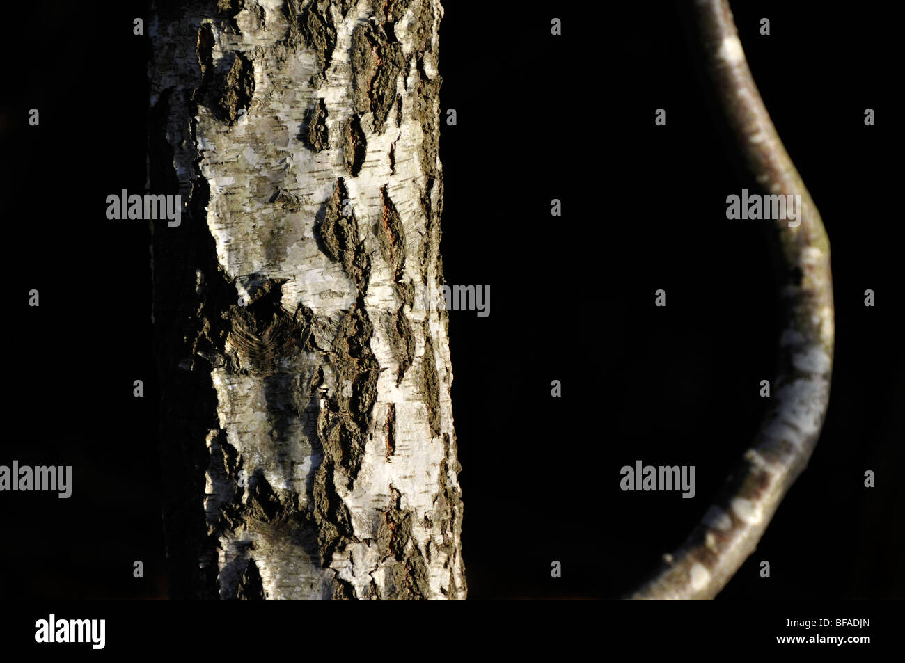 Silver birch tree trunk hi-res stock photography and images - Alamy