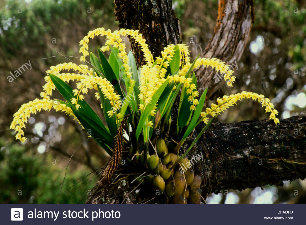 Kinabalu Orchid Stock Photos & Kinabalu Orchid Stock Images - Alamy