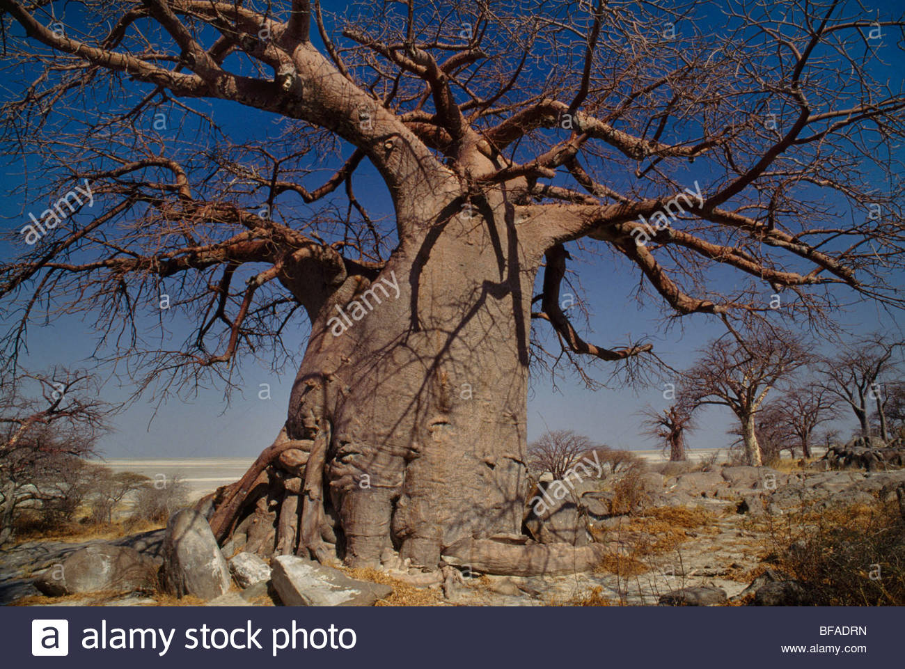 Baobab Tree Trunk Stock Photos & Baobab Tree Trunk Stock Images - Alamy