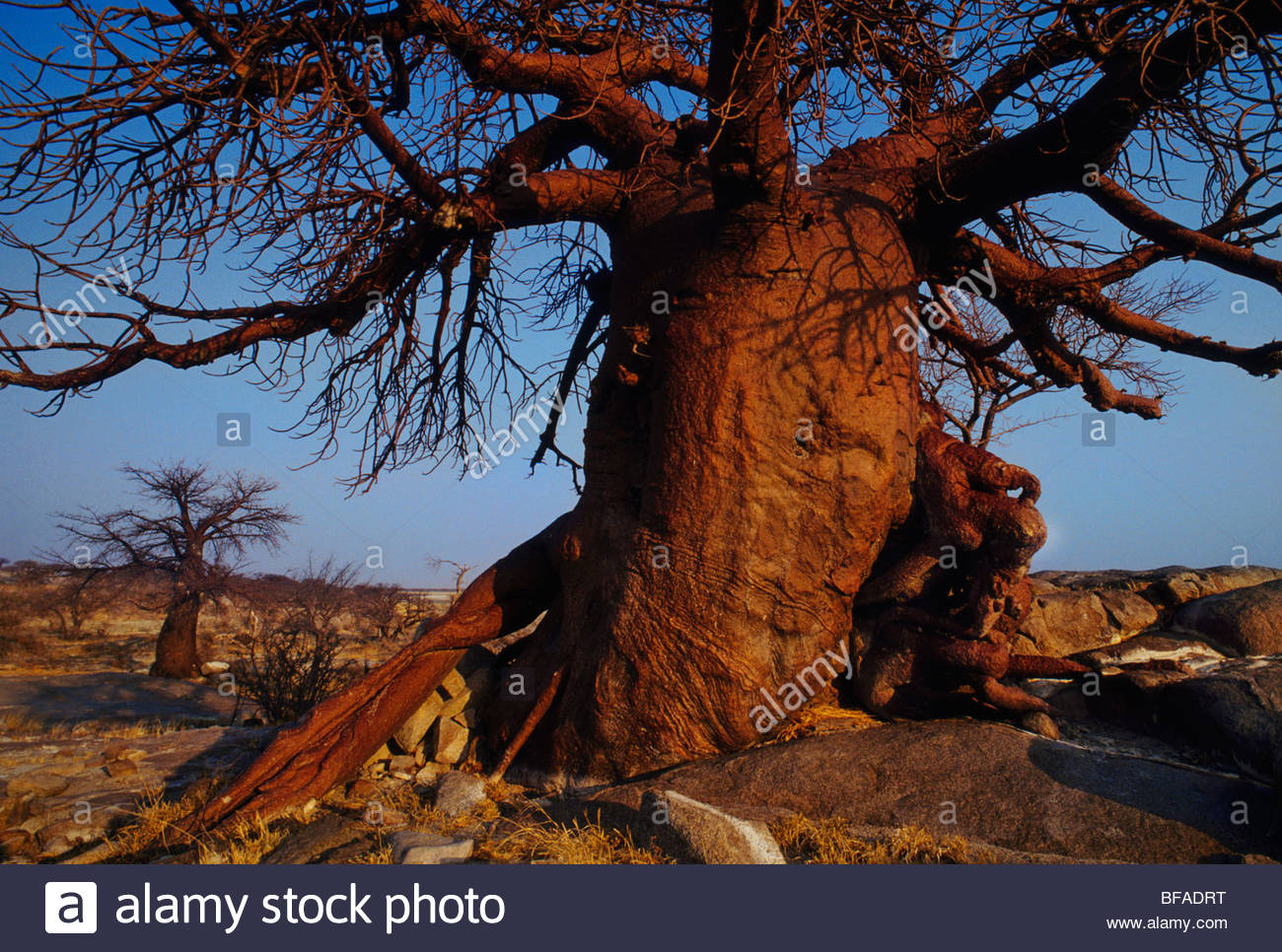Baobab Tree Trunk Stock Photos & Baobab Tree Trunk Stock Images - Alamy