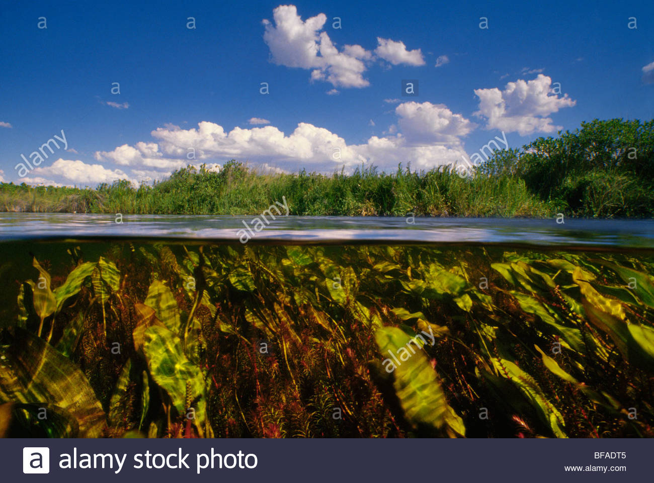 Delta Marsh Stock Photos & Delta Marsh Stock Images - Alamy