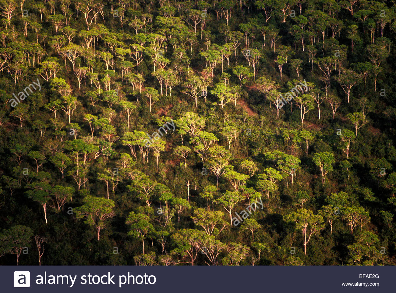 Cerrado Landscape Brazil Stock Photos & Cerrado Landscape Brazil Stock ...