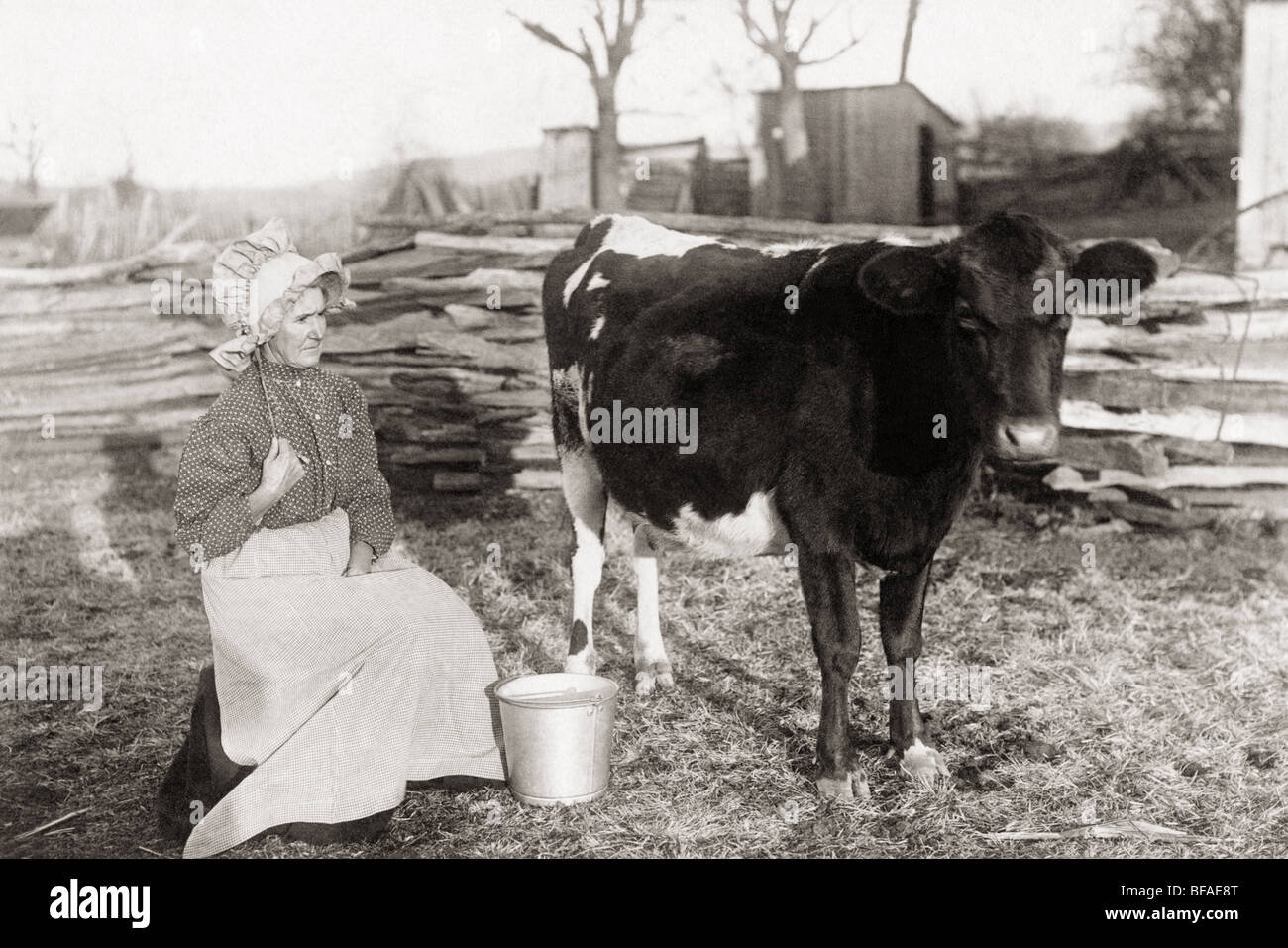 Old Woman Waiting to Milk Cow at a Farm Stock Photo - Alamy
