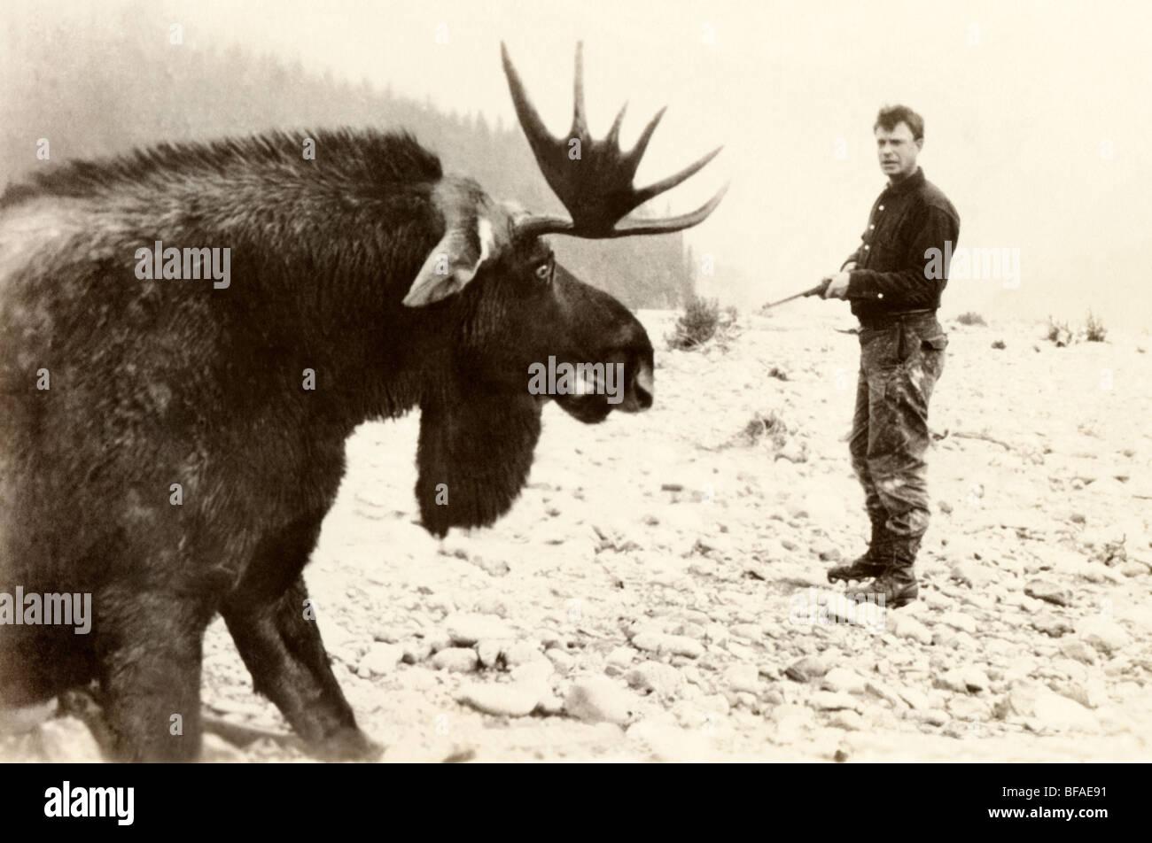 Hunter Aiming Rifle at Moose Stock Photo - Alamy