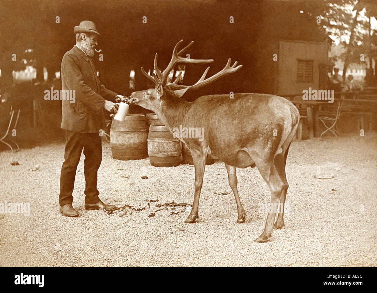 Old Man Feeding a Reindeer Stock Photo - Alamy