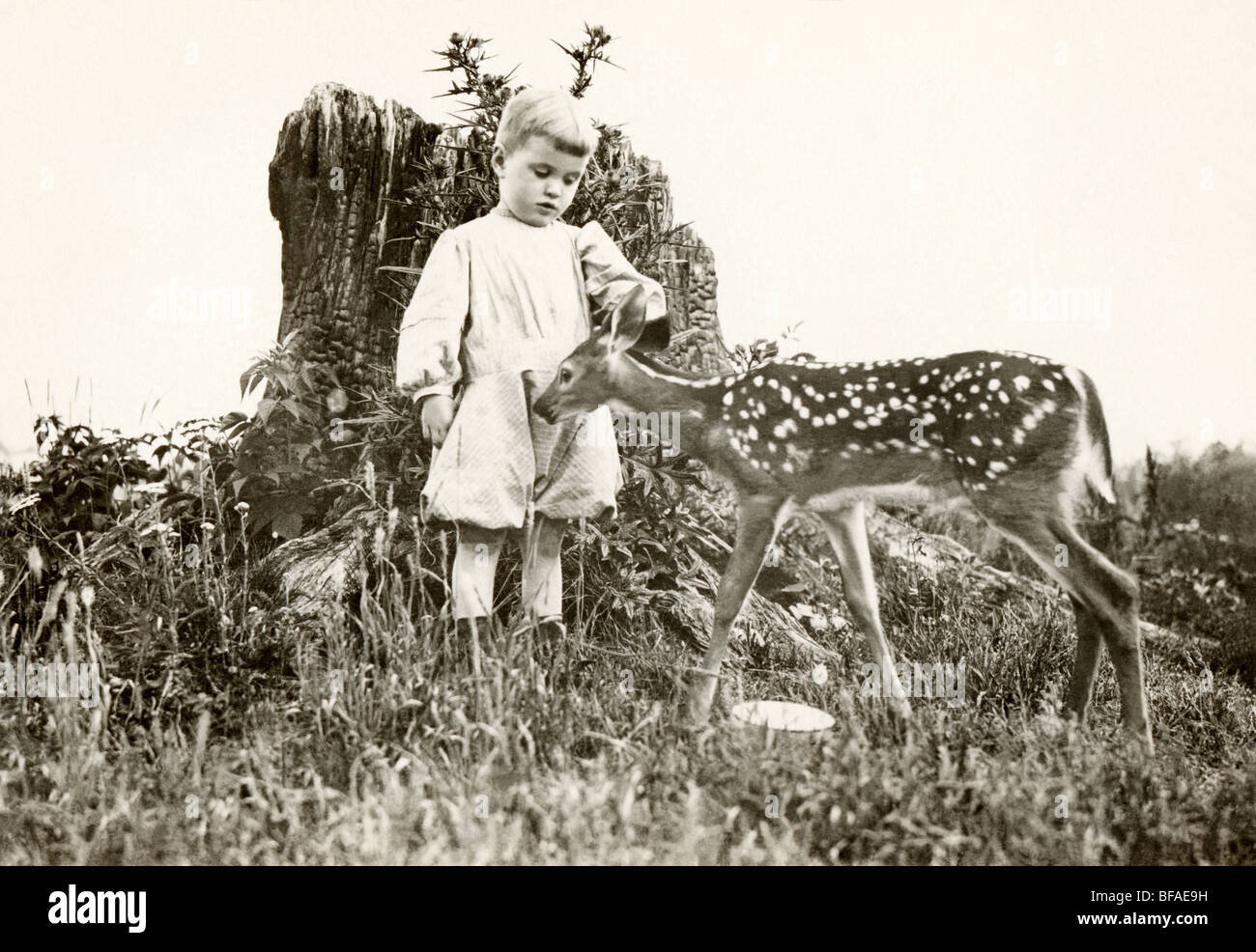 Young Boy Petting Baby Deer Stock Photo - Alamy