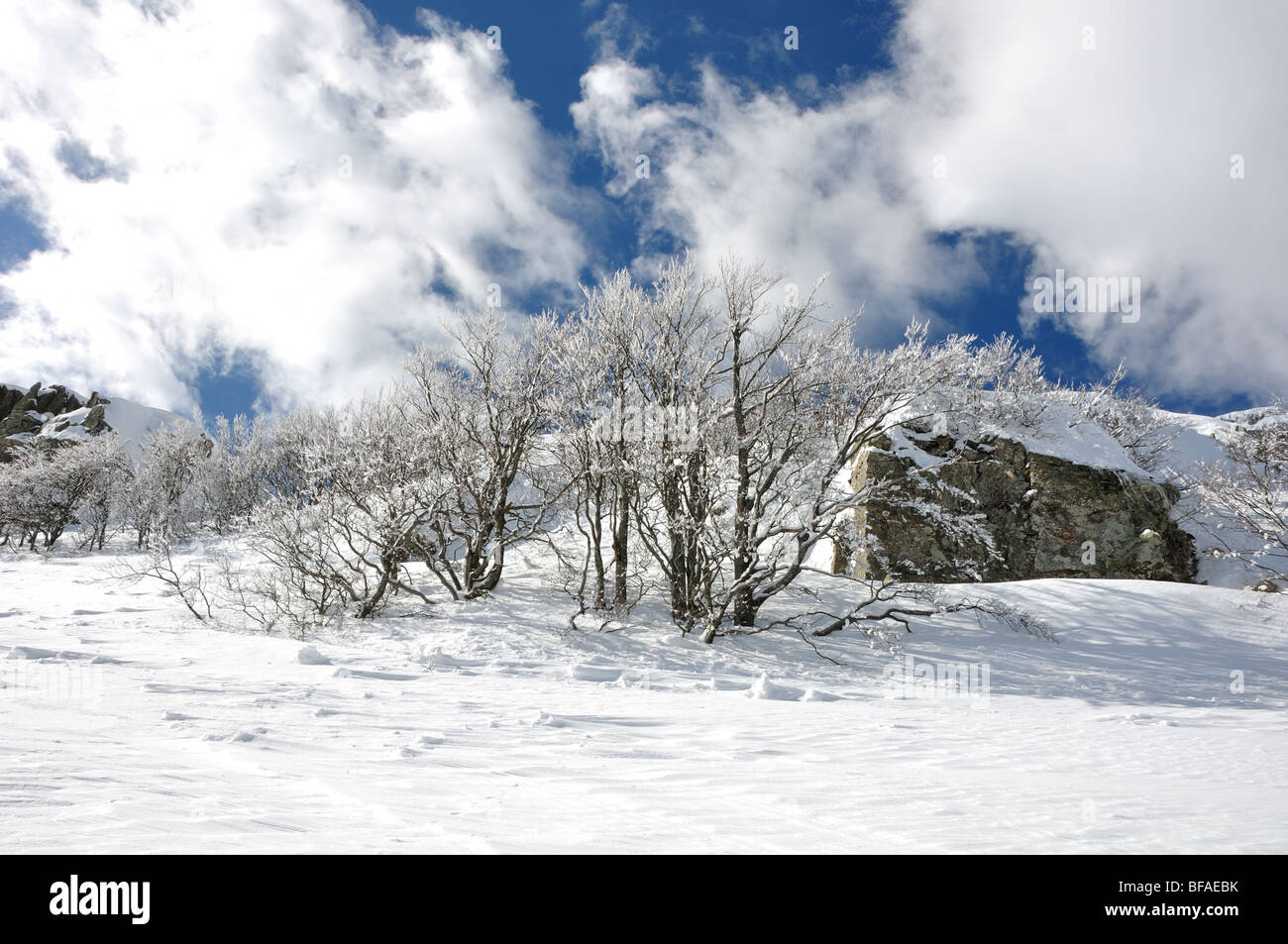Beech tree winter walk hi-res stock photography and images - Alamy