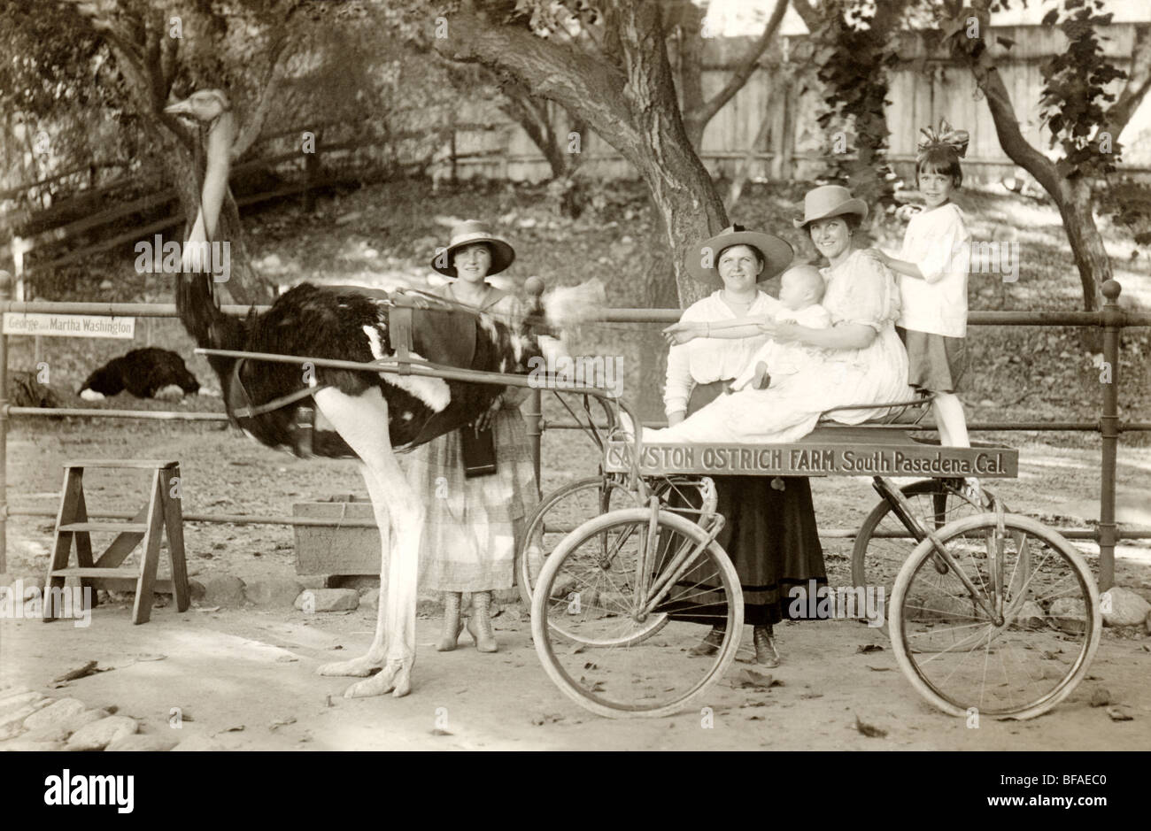 Mother & Daughters with Ostrich Cart Stock Photo - Alamy