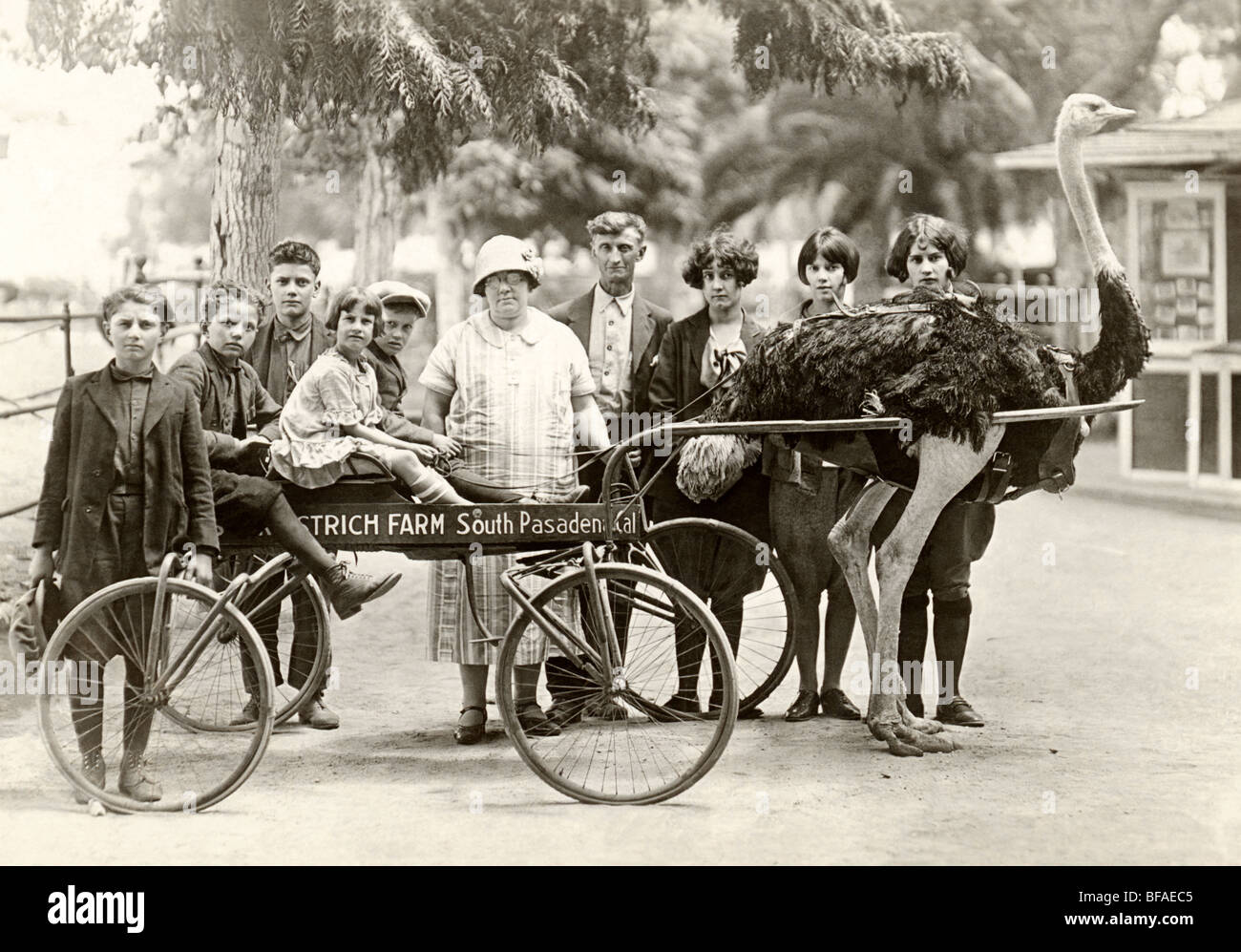 Group with Ostrich Cart Stock Photo - Alamy
