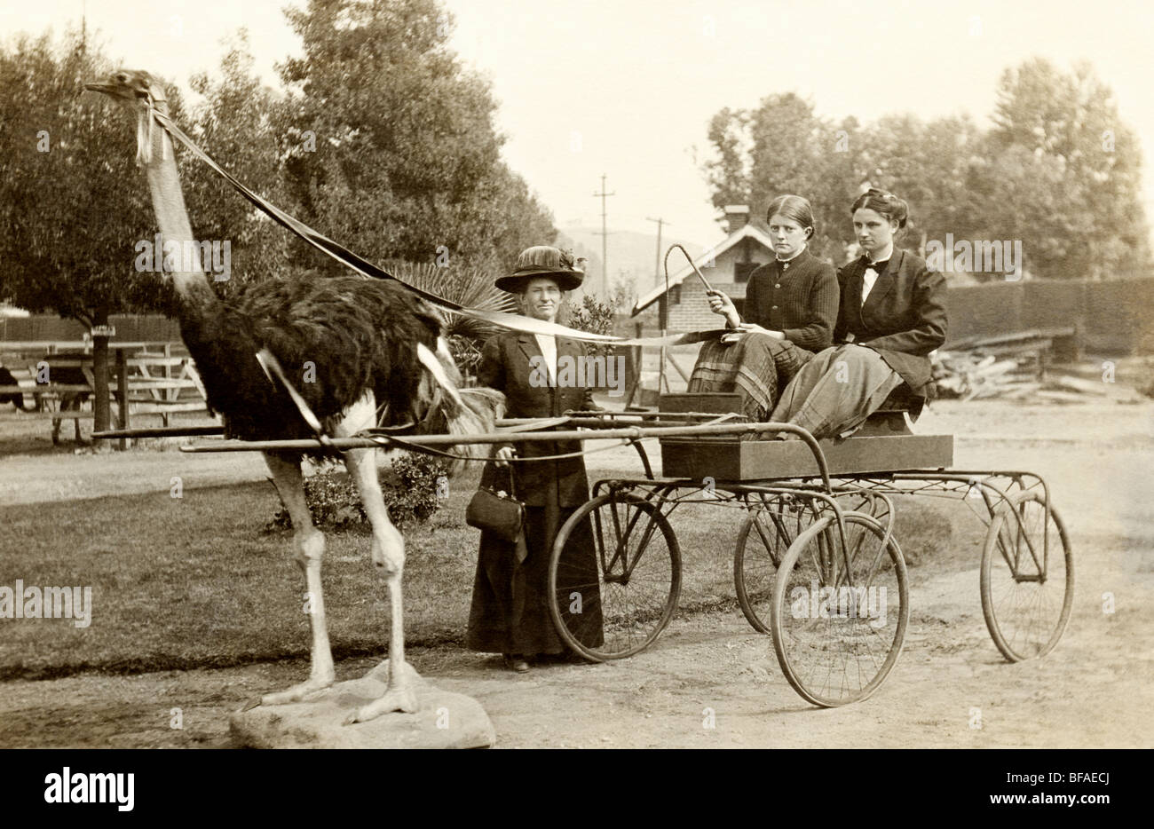 Teenagers Riding in Ostrich Cart Stock Photo - Alamy