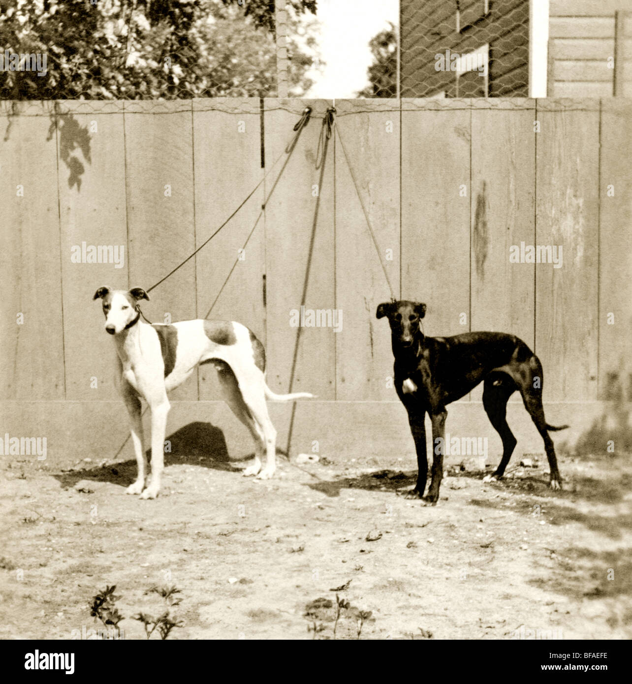 Two Whippet Dogs Cruelly Tied to Fence Stock Photo - Alamy