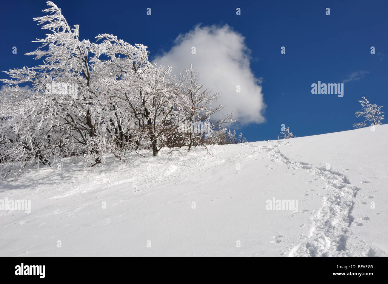 Beech tree winter walk hi-res stock photography and images - Alamy