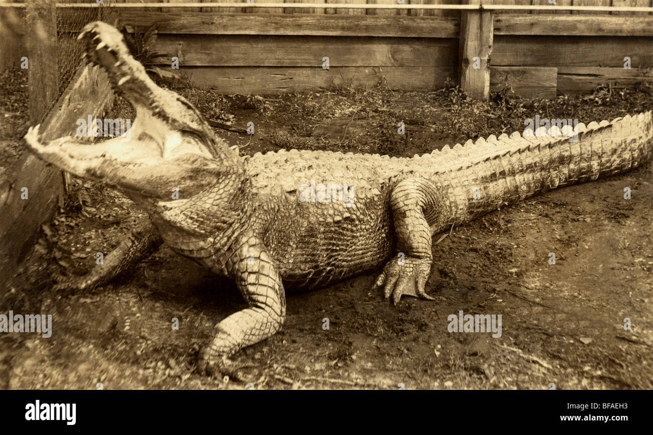 Snapping Alligator in Pen Stock Photo - Alamy