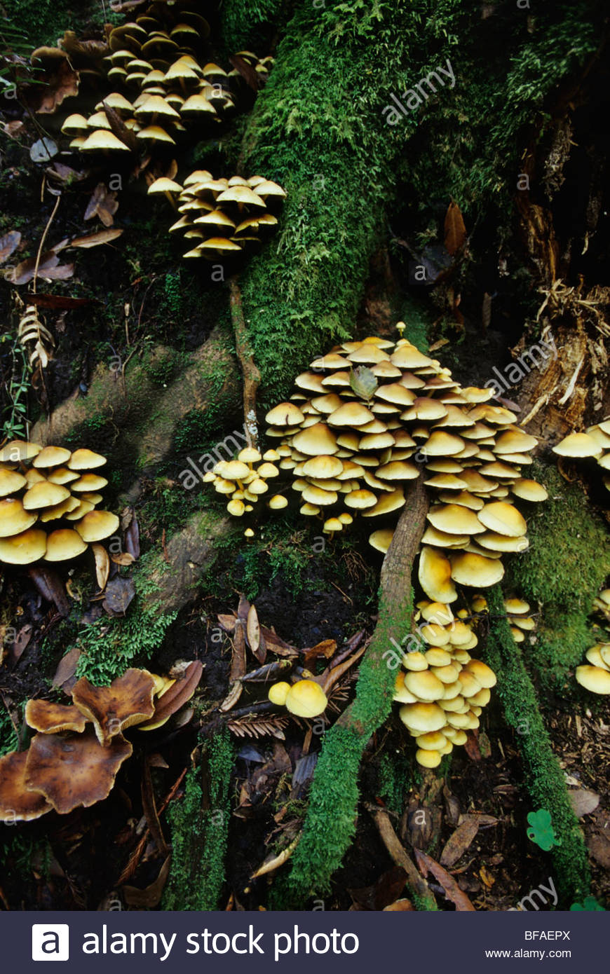 Fungi On Tree Roots Stock Photos & Fungi On Tree Roots Stock Images - Alamy