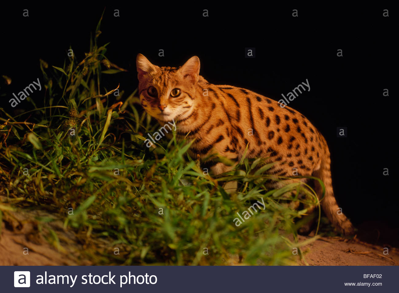 African Black Footed Cat Felis Nigripes Stock Photos & African Black ...