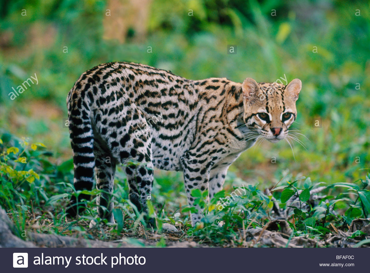 Ocelot Amazon Stock Photos & Ocelot Amazon Stock Images - Alamy