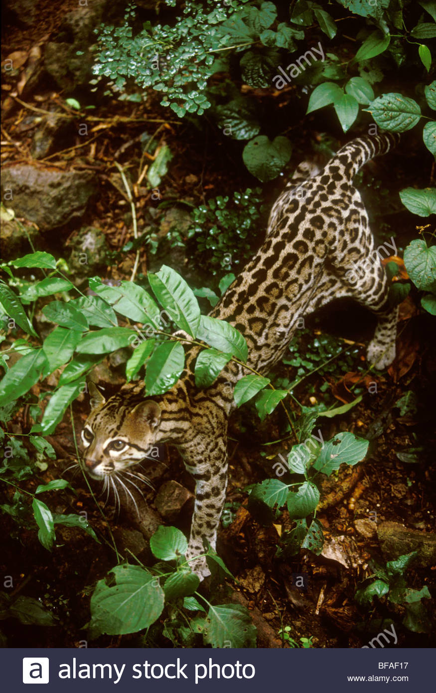 Ocelots Stock Photos & Ocelots Stock Images - Alamy