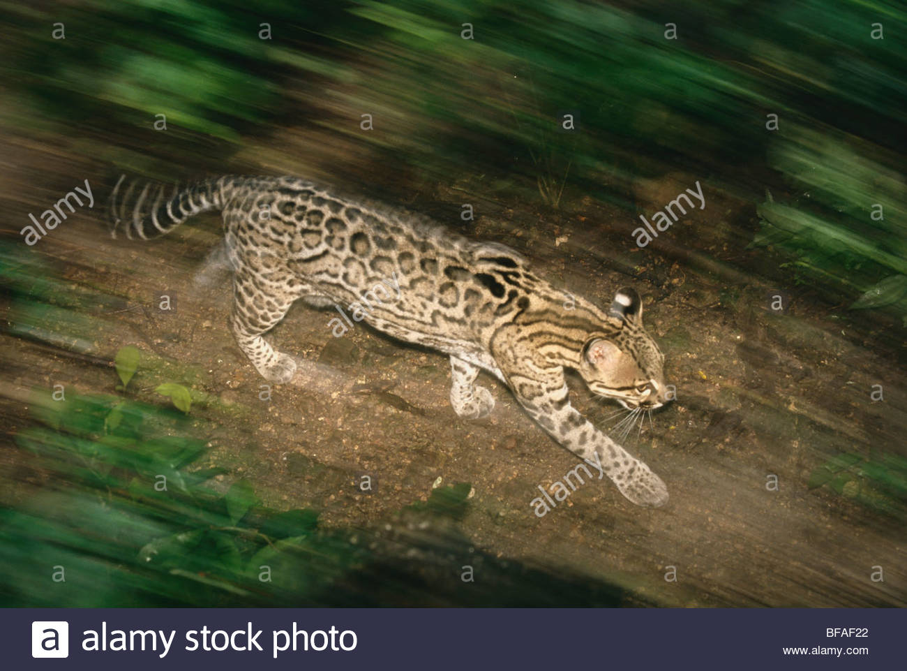 Ocelots Stock Photos & Ocelots Stock Images - Alamy