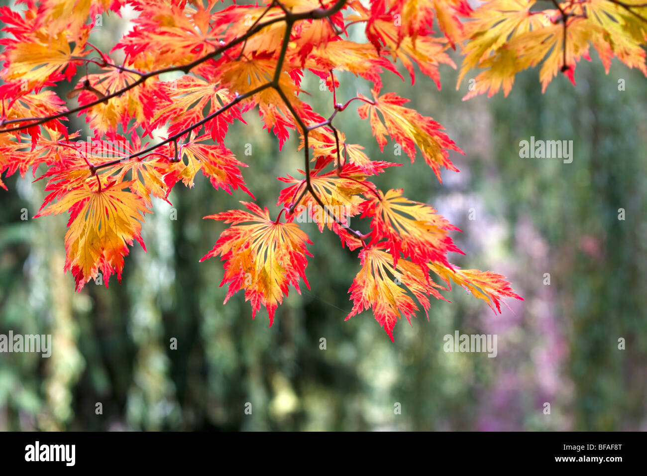 Red and gold colours High Resolution Stock Photography and Images - Alamy