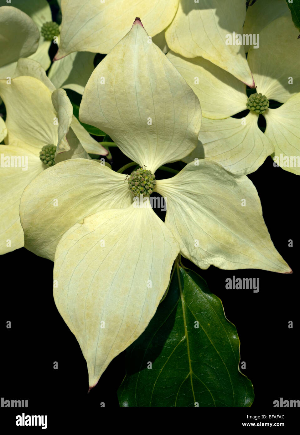 Kousa Dogwood Cornus Kousa High Resolution Stock Photography and Images ...