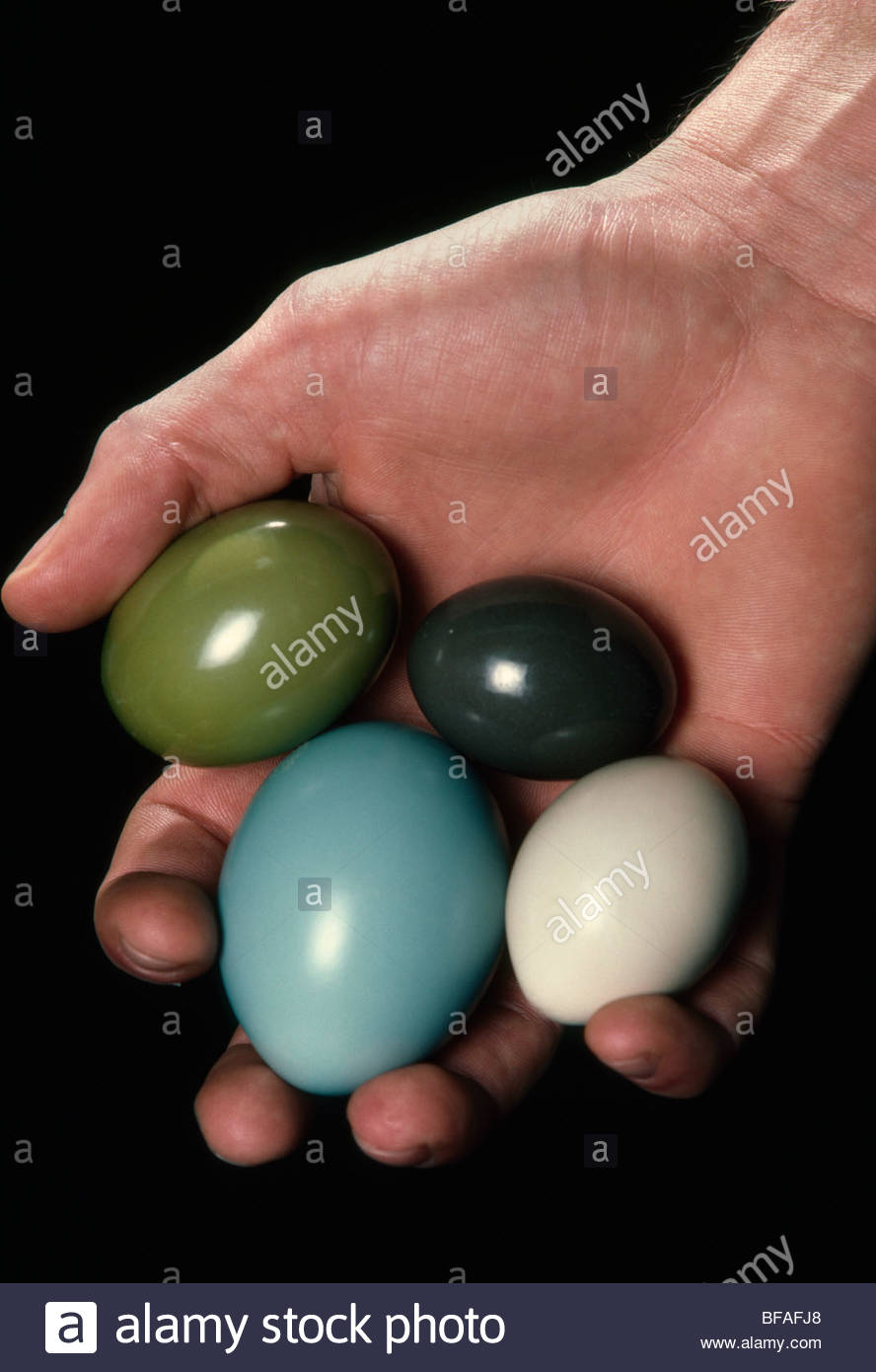 Tinamou Eggs Stock Photos & Tinamou Eggs Stock Images - Alamy