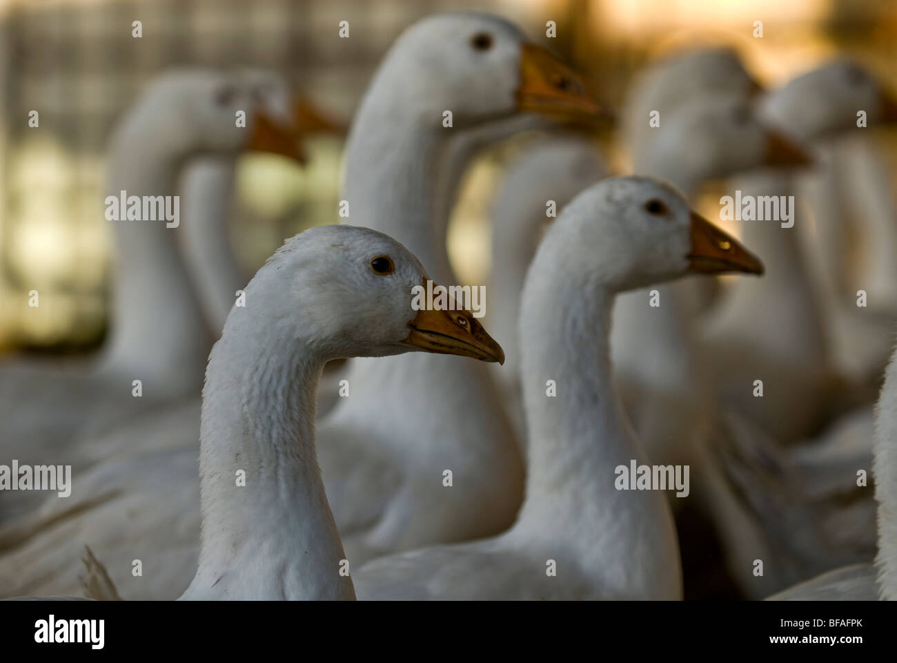 Free range, organic Embden white geese in a barn on a farm Stock Photo ...