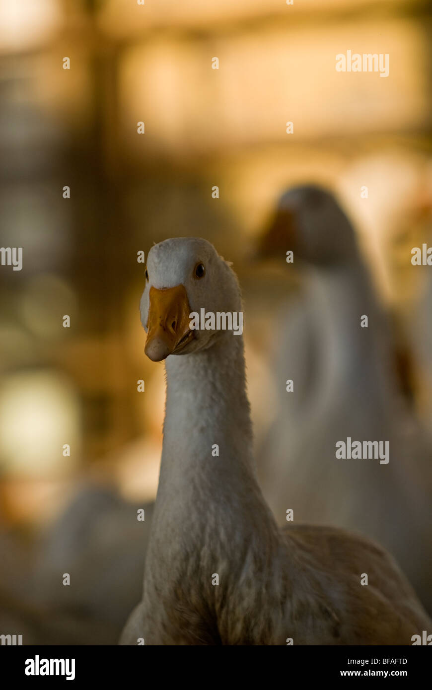 Free range, organic Embden white goose in a barn on a farm Stock Photo ...