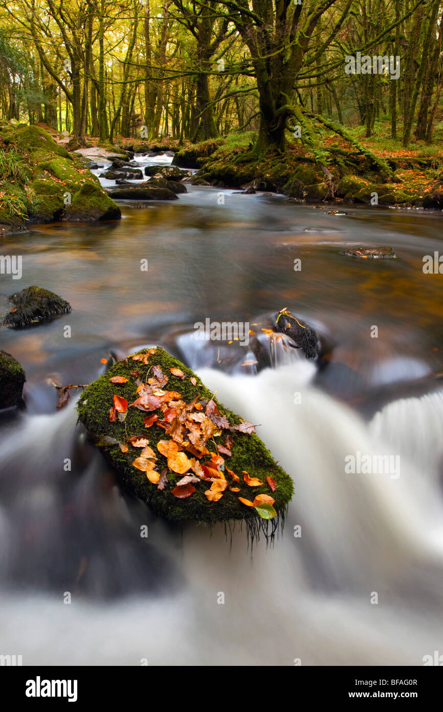 Golitha Falls and the River Fowey; Cornwall Stock Photo - Alamy