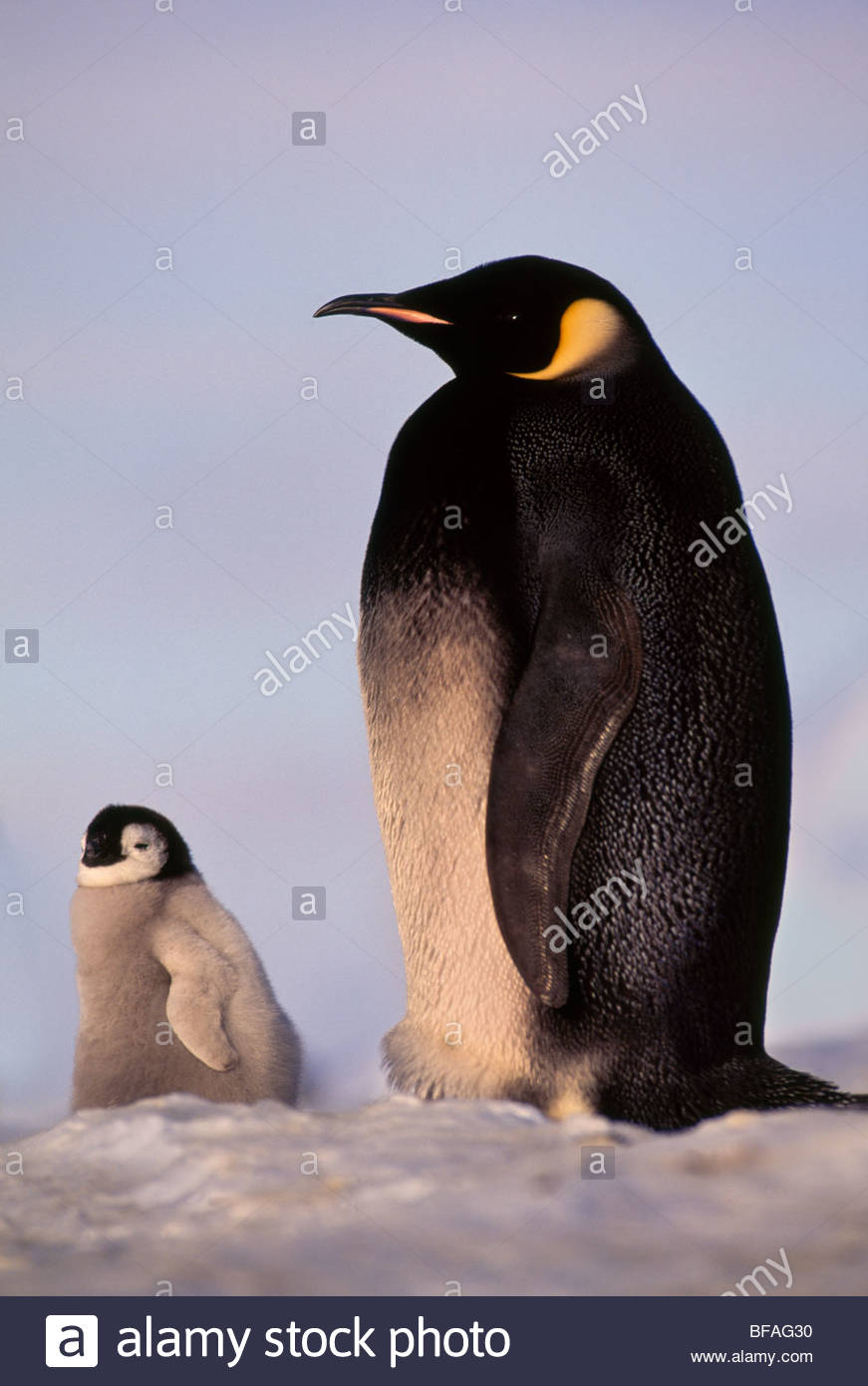 Melanistic Penguin Stock Photos & Melanistic Penguin Stock Images - Alamy