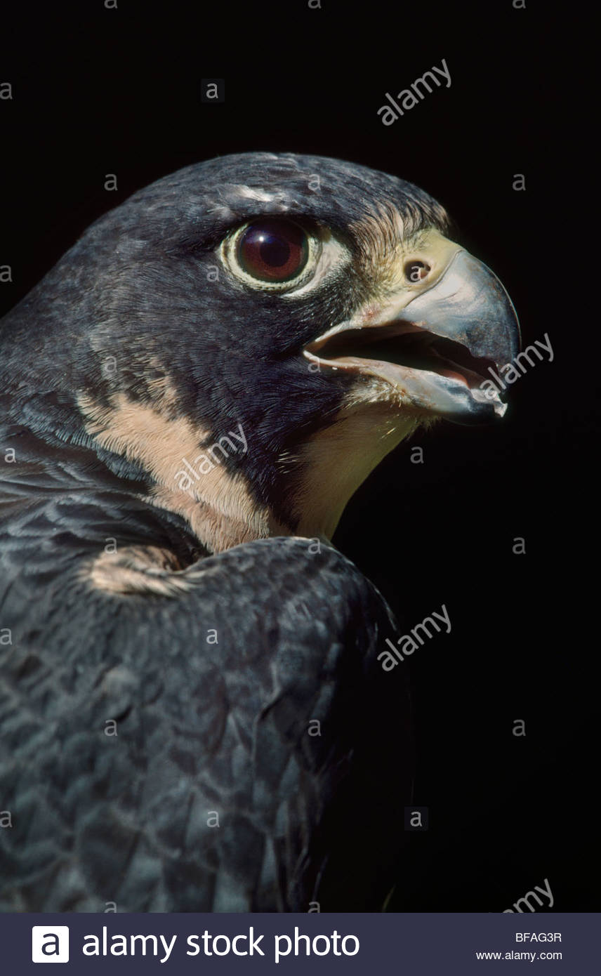 Falco High Resolution Stock Photography and Images - Alamy