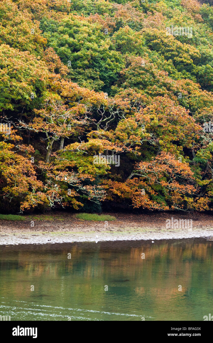 Kilminorth Woods; river Looe; cornwall; autumn Stock Photo - Alamy