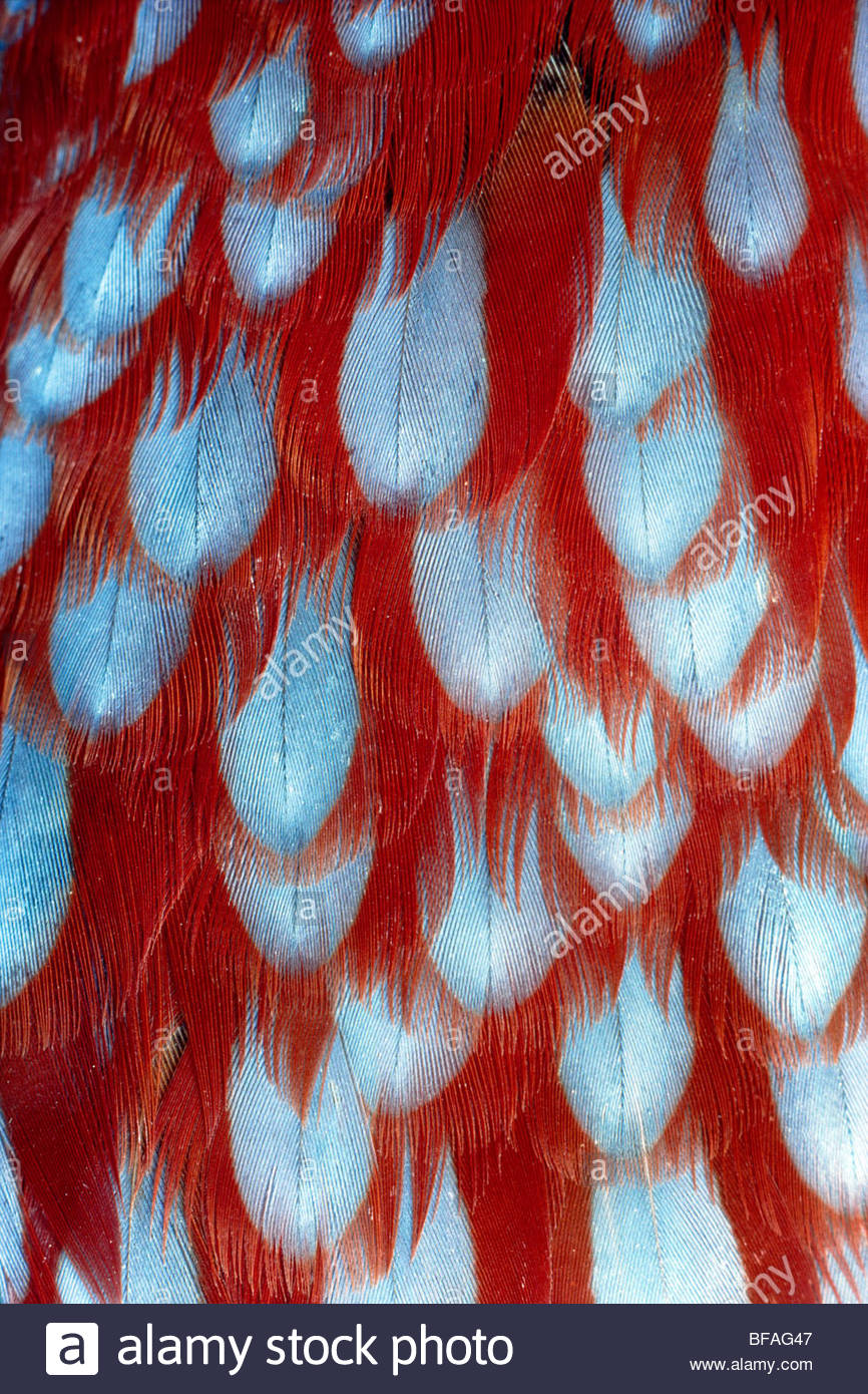 Feather Structure Stock Photos & Feather Structure Stock Images - Alamy