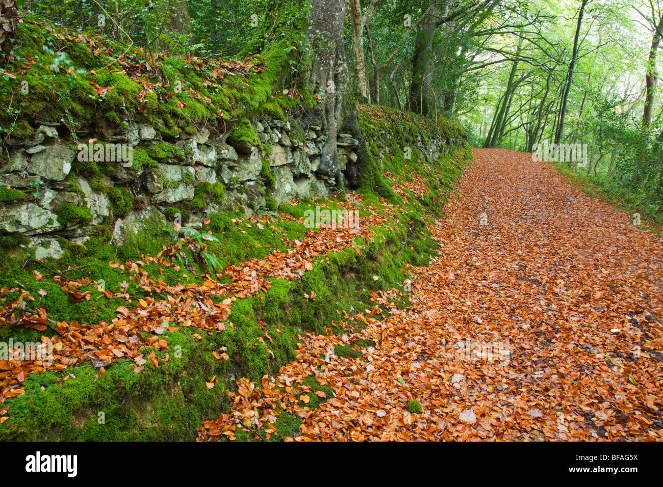 Kilminorth Woods; cornwall; autumn Stock Photo - Alamy