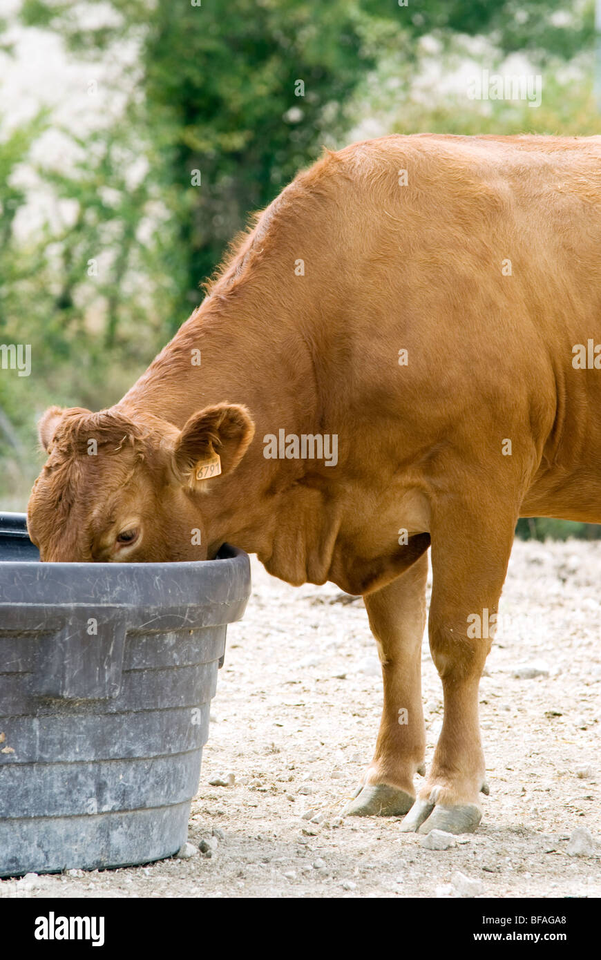 limousin cow drinking Stock Photo - Alamy